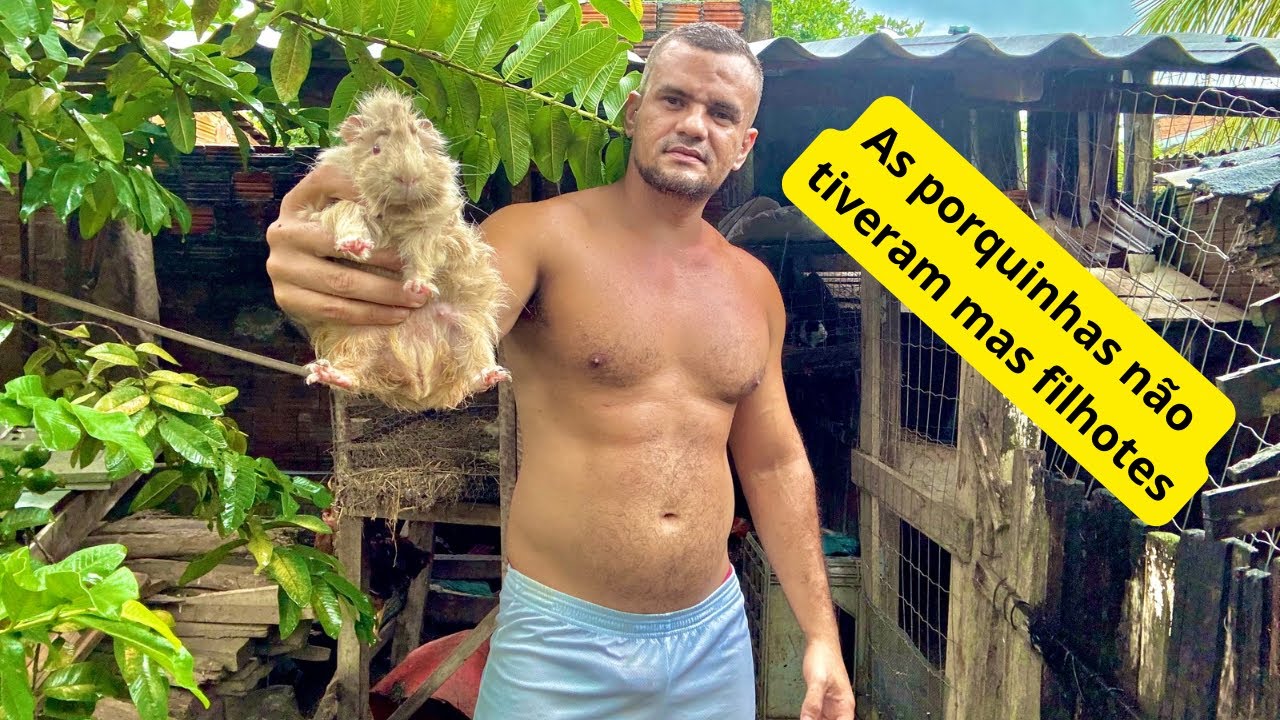 AS PORQUINHAS NÃO TIVERAM MAS FILHOTES | ALEKYS MELO - YouTube