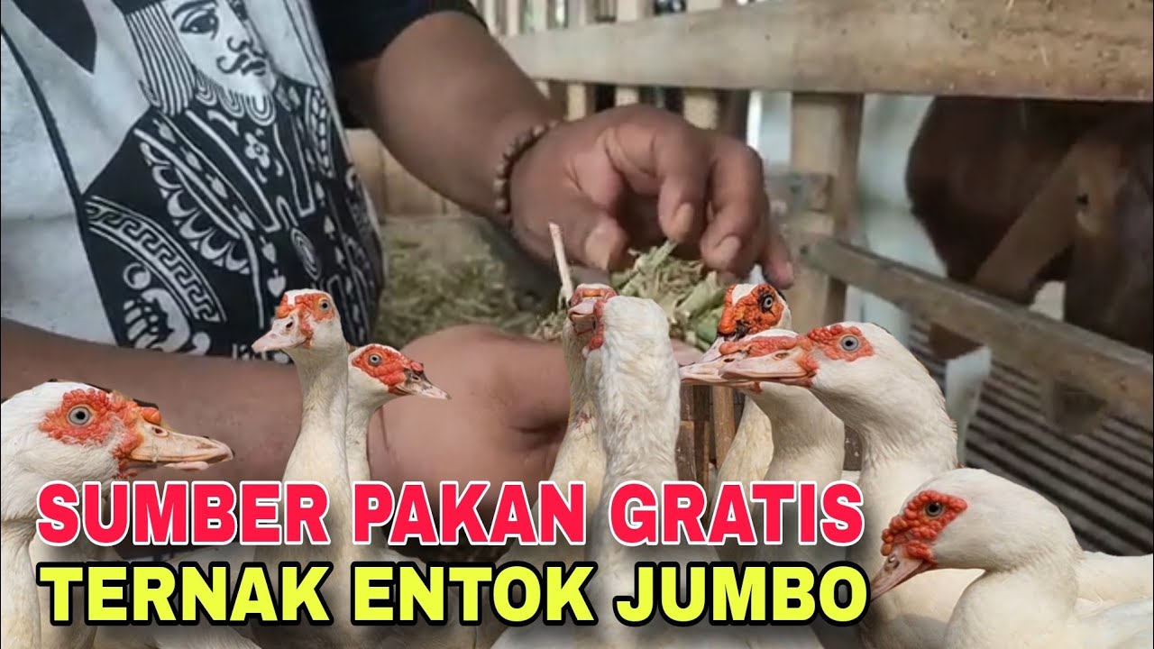 SUMBER PAKAN GRATIS TERNAK ENTOK JUMBO - YouTube