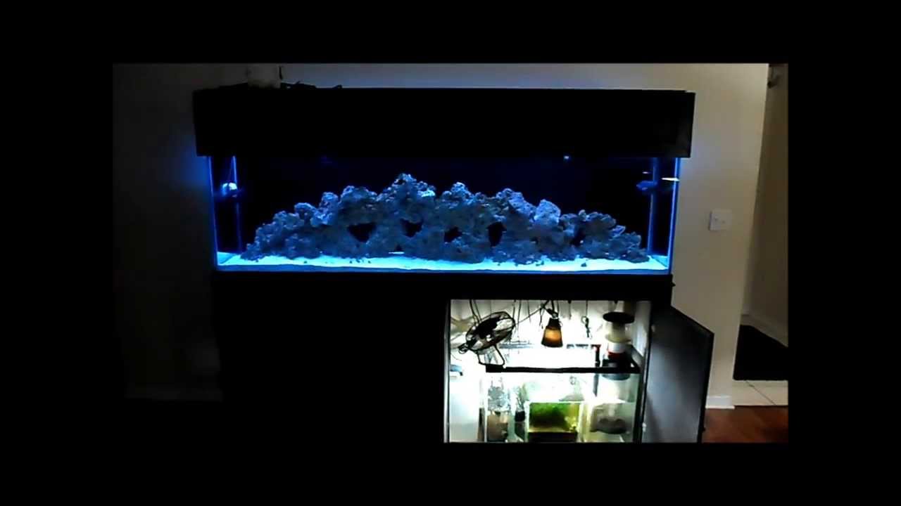 140 GALLON SALTWATER AQUARIUM 9 MONTH UPDATE - YouTube