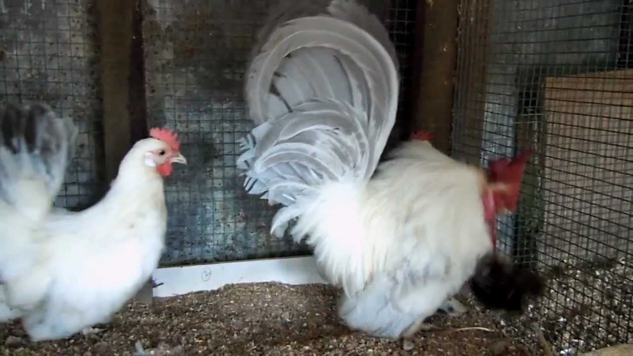 GREY TAILED MALE AND HIS PAIR OF TWO BLACK TAILED JAPANESE BANTAM.MOV ...