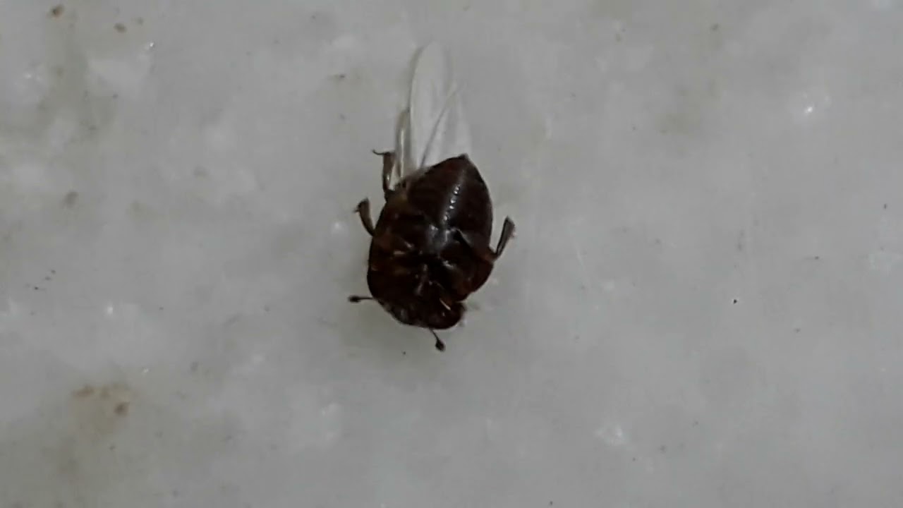 An upside down insect trying to get back to normal position! - YouTube