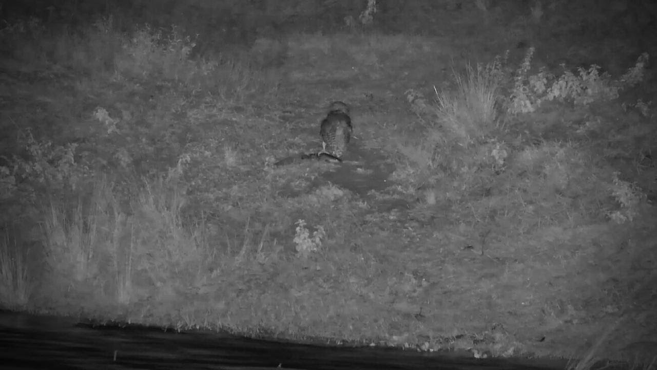 Pel's Fishing Owl with a Catch - YouTube