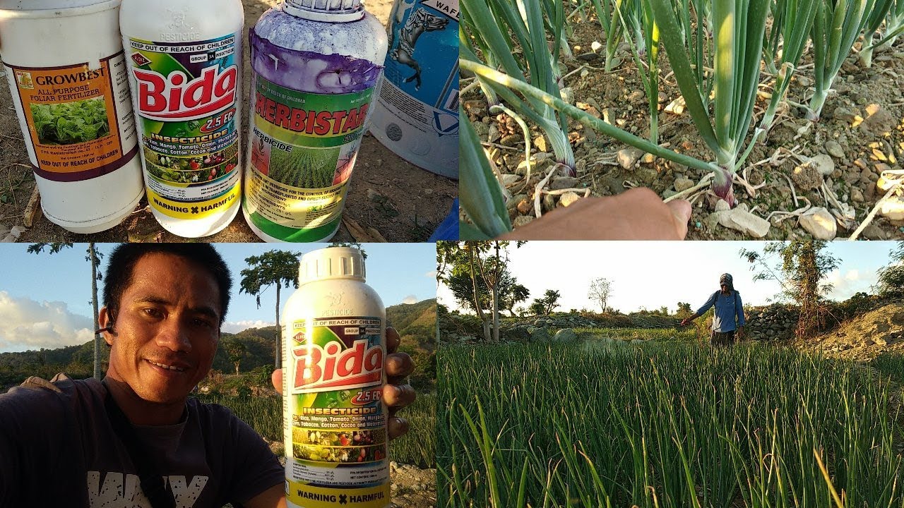 DAY-40 transplanting apply herbistar Herbicide Bida insecticide ...