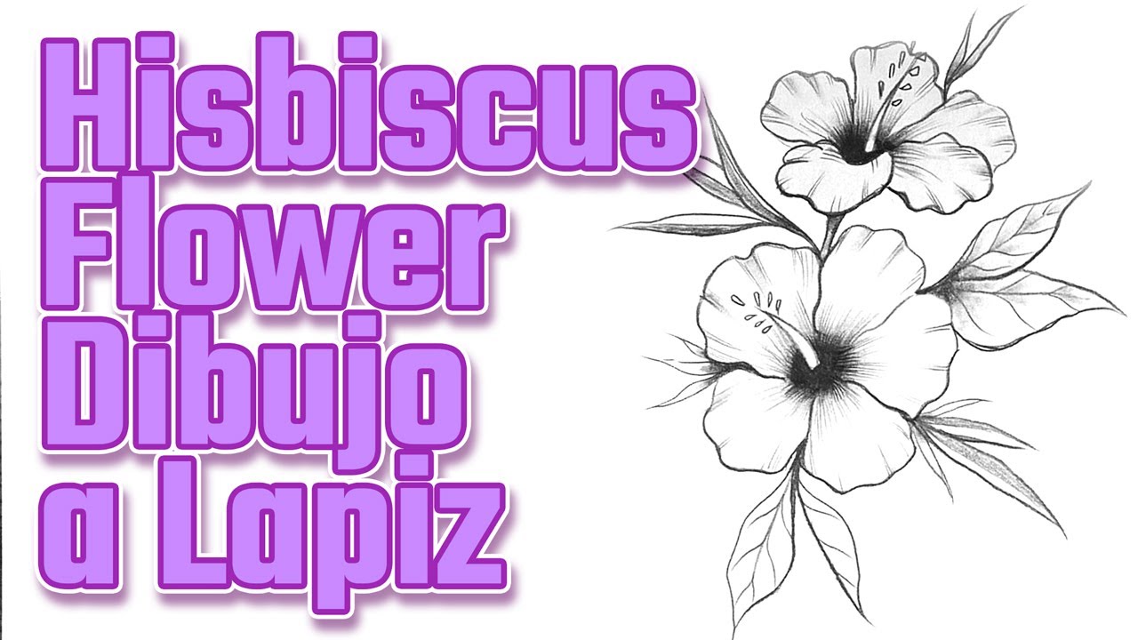 Como Dibujar una Flor Hibiscus - YouTube
