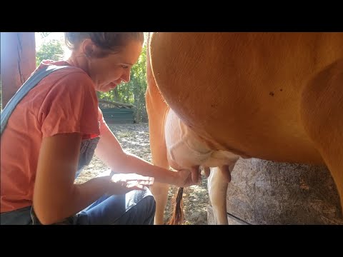 How To Hand Milk a Cow || Milking Routine