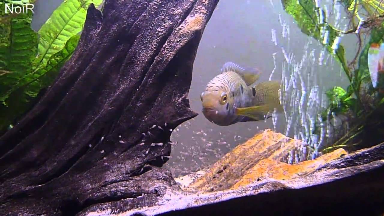 South american cichlids: Cichlasoma dimerus breeding pair with fry (2.1 ...