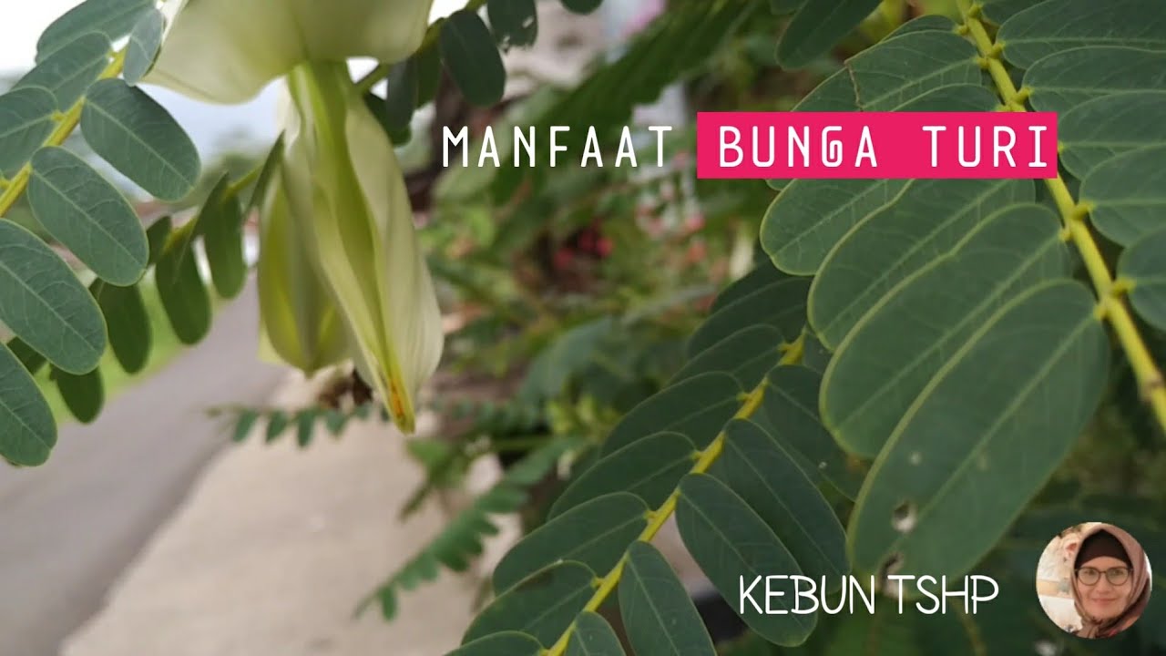 MANFAAT BUNGA TURI UNTUK KESEHATAN - YouTube