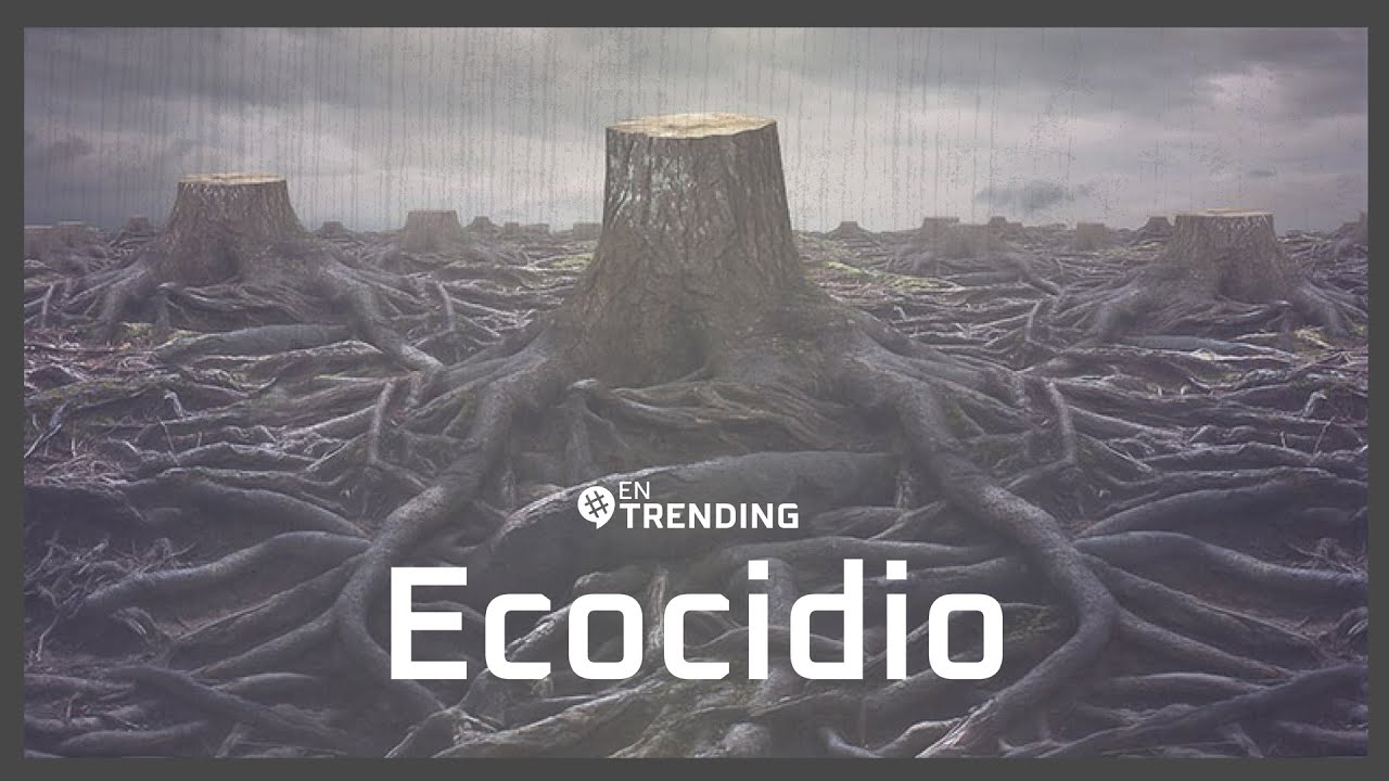 ECOCIDIOS en México | 🌳🐝Día Internacional de la Madre Tierra 🌎🐋 - YouTube