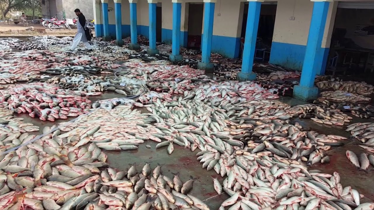 Pakistan Biggest FISH MANDI 🔥 // FAMOUS FISH OF PAKISTAN // BEST FISH ...