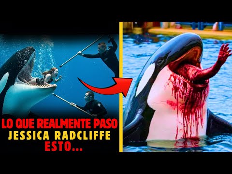 El Ataque de la Orca a Jessica Radcliffe – La Verdad del Video Viral