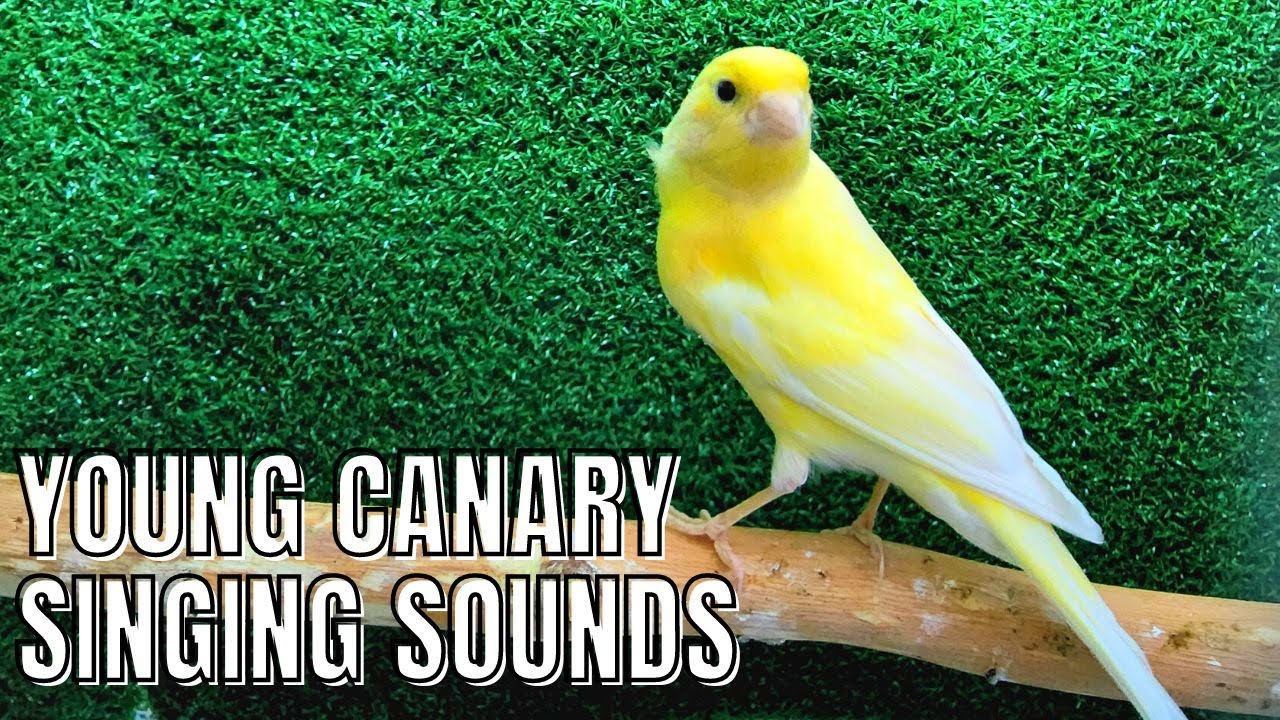 YOUNG CANARY SINGING SOUNDS #shortvideo #canary #sing #singing #sound # ...