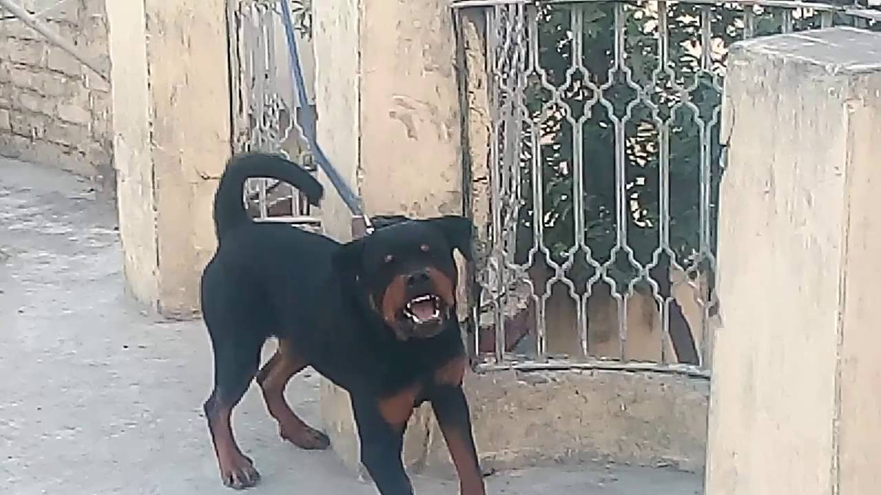 Rottweiler real fight to death - YouTube
