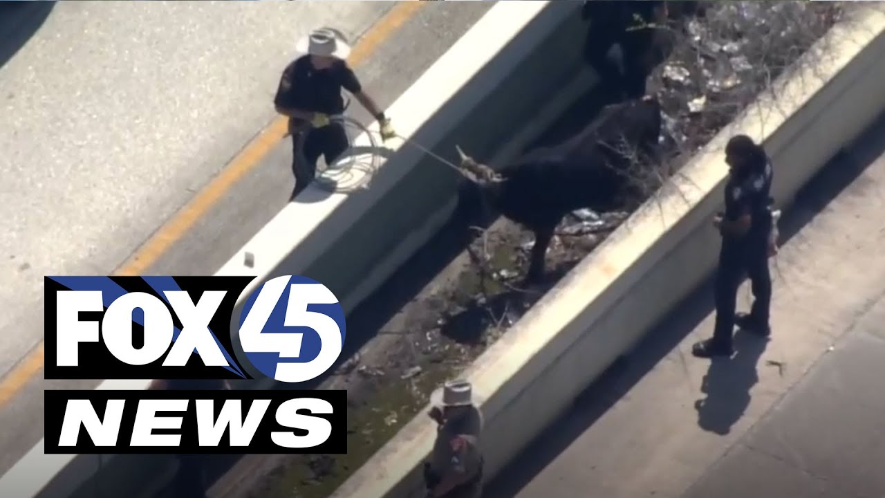 Cows loose on freeway in Texas - YouTube
