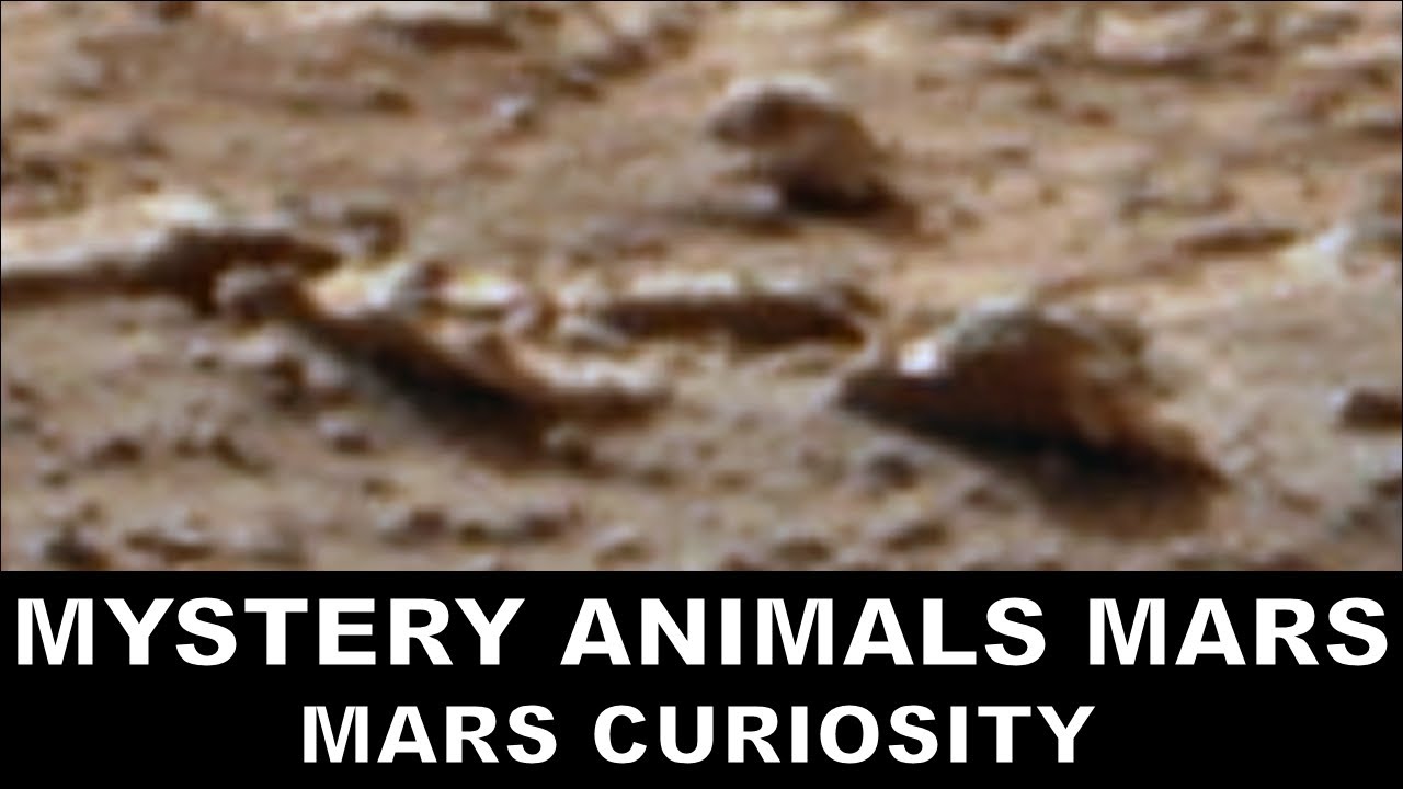 Mars Mystery Animals: Rat or Mice Anomalies. ArtAlienTV - YouTube