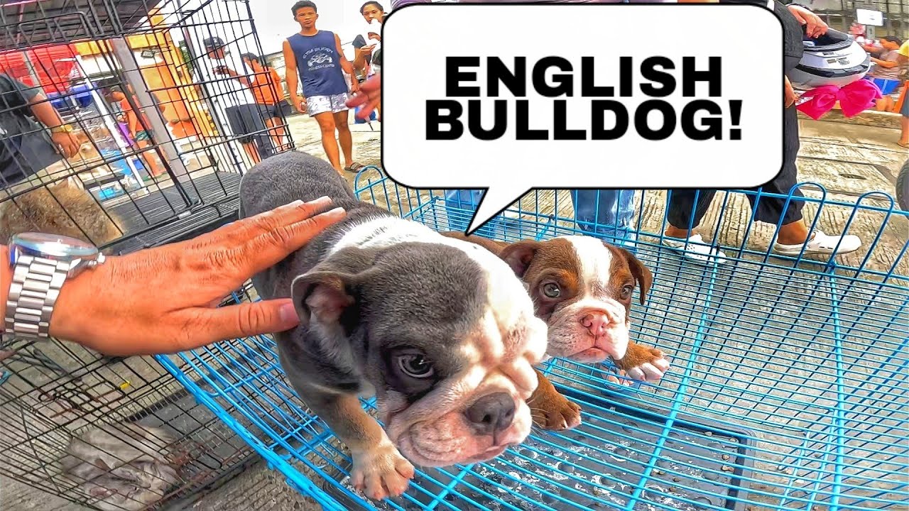 MGA MAMAHALING BREED NG ASO MERON DITO - YouTube