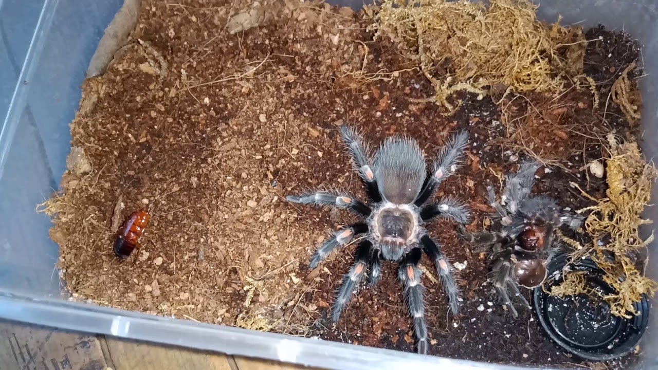 B-auratum( mexican flame knee ) feeding clip ;) - YouTube