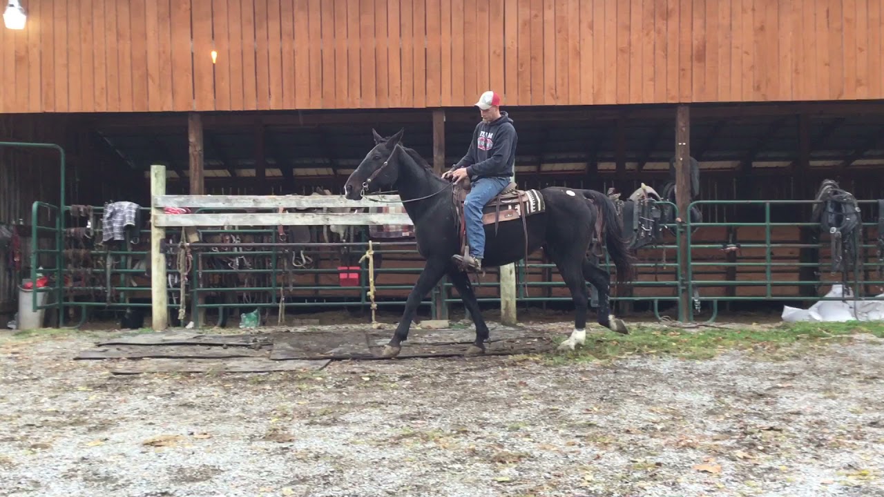 Sold 125- black standardbred mare - YouTube