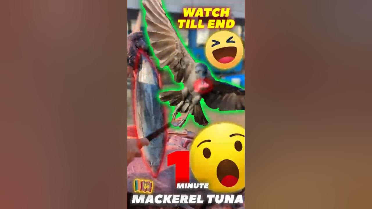 🛑 Watch This! 🛑 Cutting a Fresh Mackerel Tuna in Just 1 Minute! ⚡🐟 - YouTube