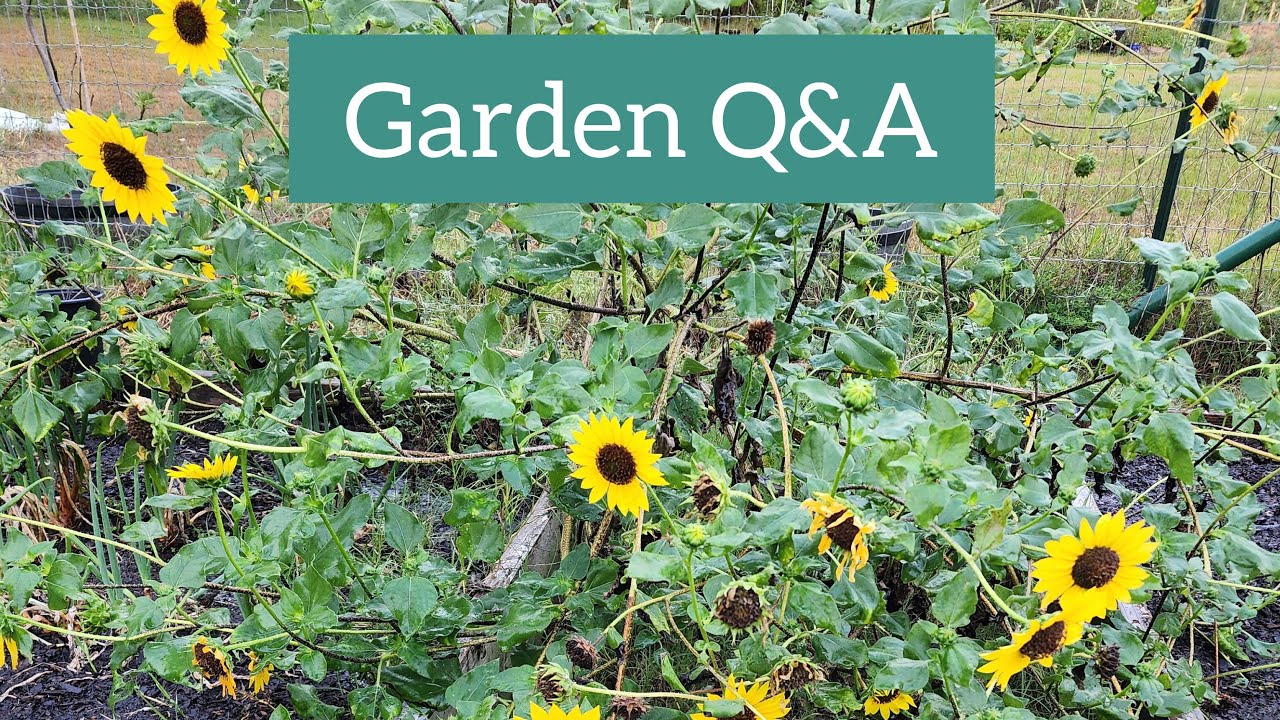 Live Chat: Garden Q&A plus September Updates - YouTube