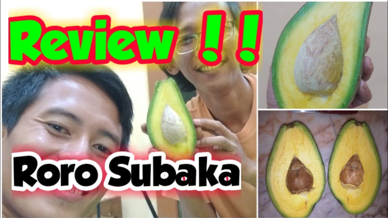 Alpukat Roro Subaka : Review Rasa dan Hasilnya - YouTube