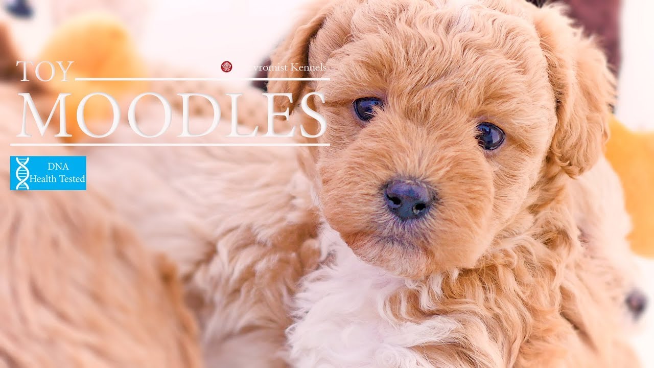 Moodle Puppies - YouTube