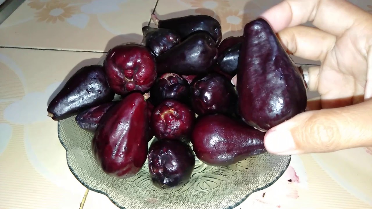 #review BUAH LANGKA JAMBU DERSONO YANG SANGAT FENOMENAL - YouTube