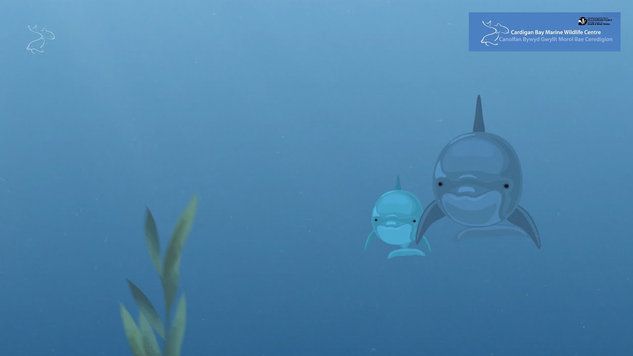 CBMWC Bottlenose dolphin research animation - YouTube