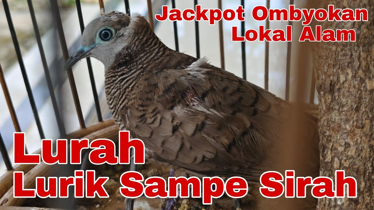 Perkutut Lurah lokal Alam‼️ Jackpot hasil Ngombyok - YouTube