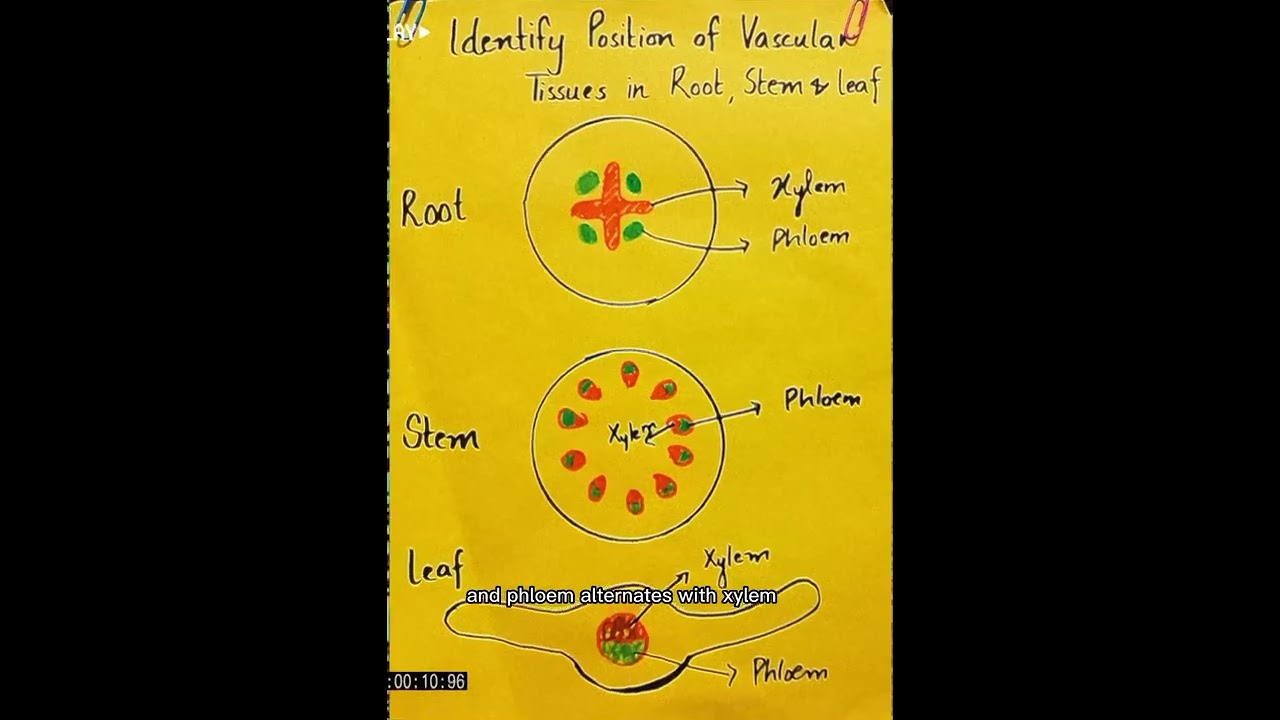 Root Stem Leaf Diagram