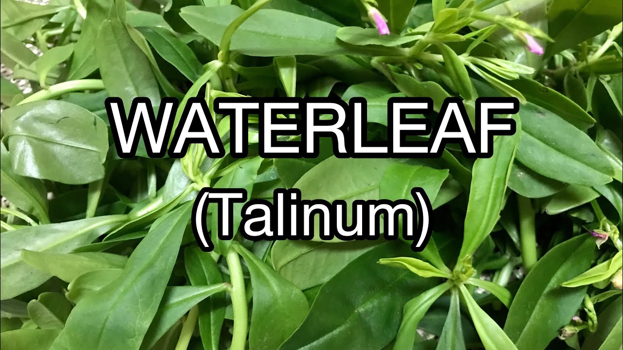 BENEFITS AND USES OF WATERLEAF | Talinum | Jewels of Opar | Fameflower ...