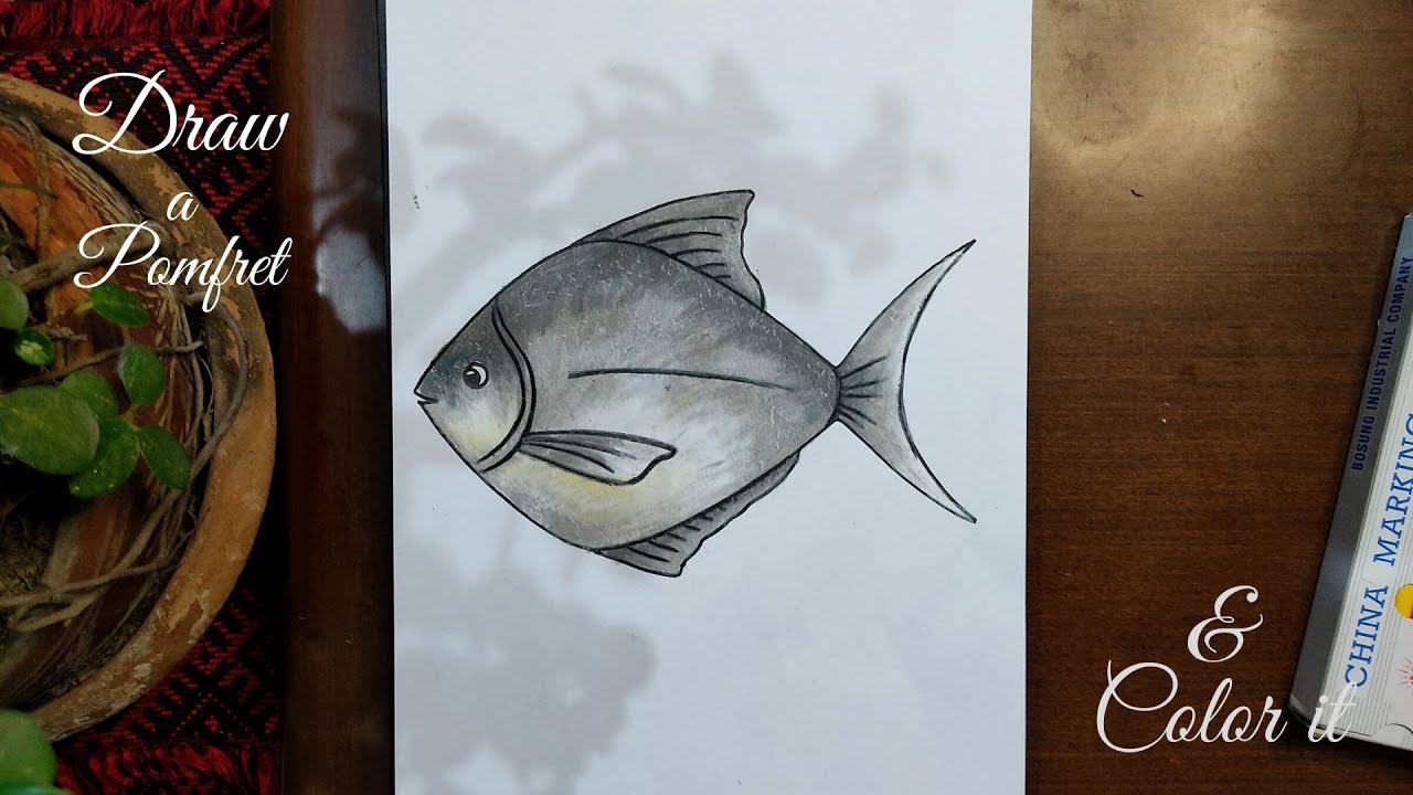 how to draw pomfret | draw pomfret easy | রূপচাঁদা আঁকা | draw pomfret ...