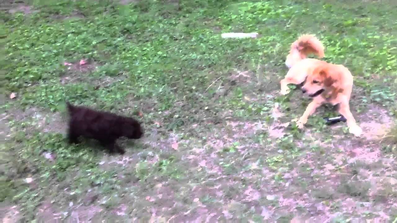 Cockapoo puppy and golden retriever play - YouTube