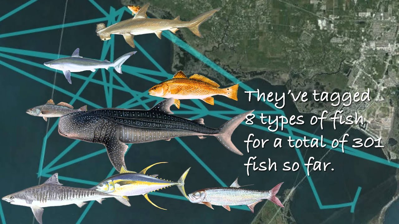 Track fish online, Redifsh, Snook, Tarpon and more - YouTube