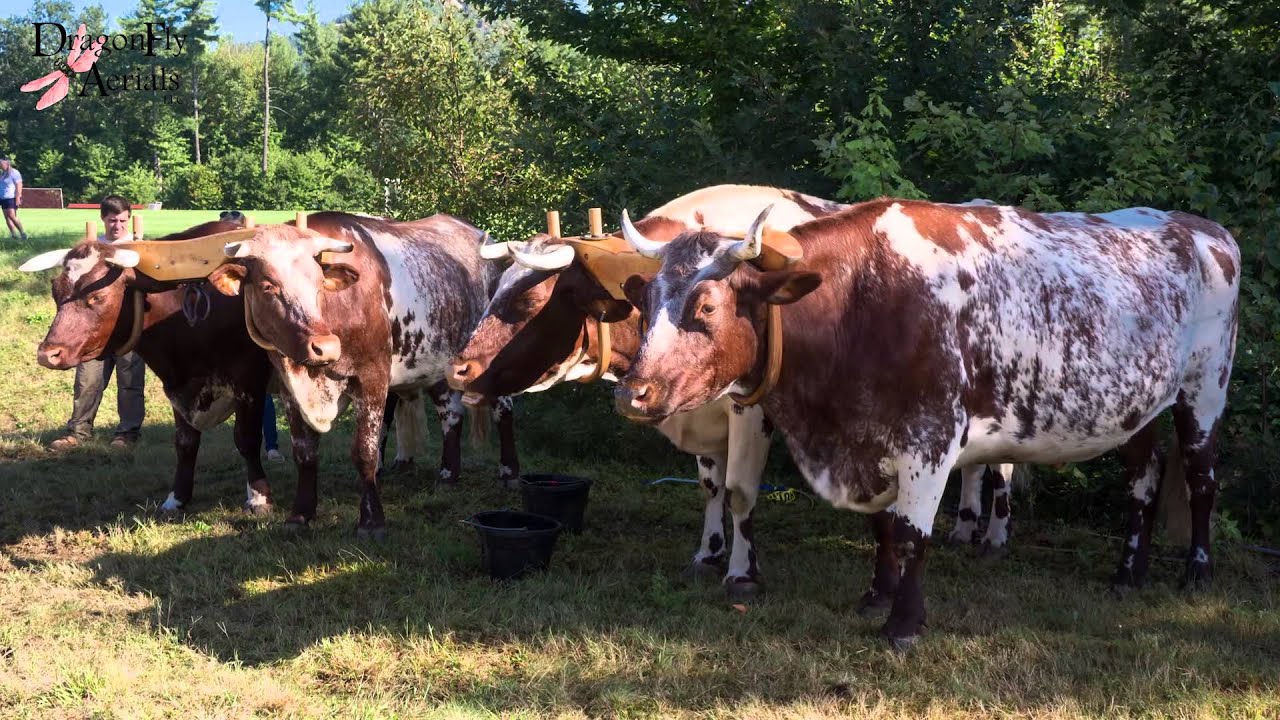 Stoney Morrell Covered Bridge - YouTube