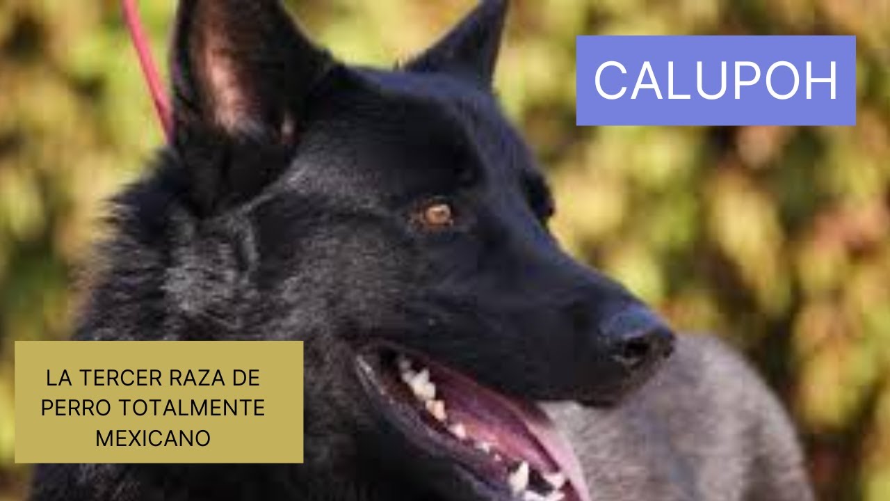 CALUPOH. EL TERCER PERRO REGISTRADO COMO PERRO DE ORIGEN MEXICANO - YouTube