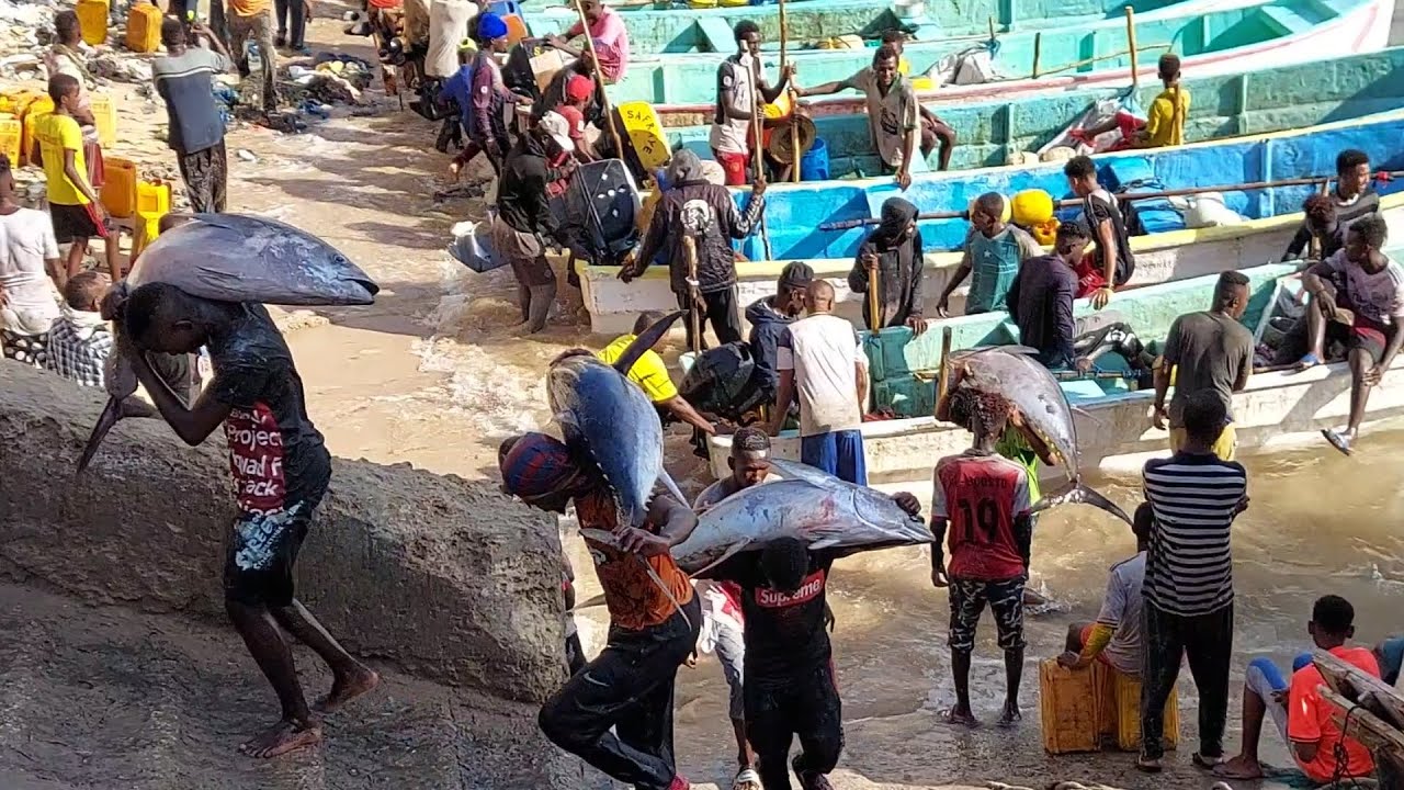 som fishing Port in Indian Ocean sea amazing fishing videos - YouTube