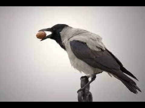 M-am născut intr-un salcâm, Fratii Radulescu / I was born in an acacia tree