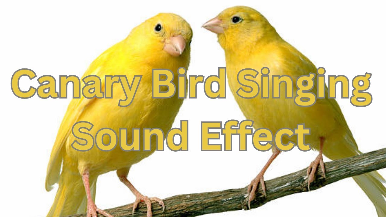 Canary Singing Sound Effect, 4K Video - YouTube