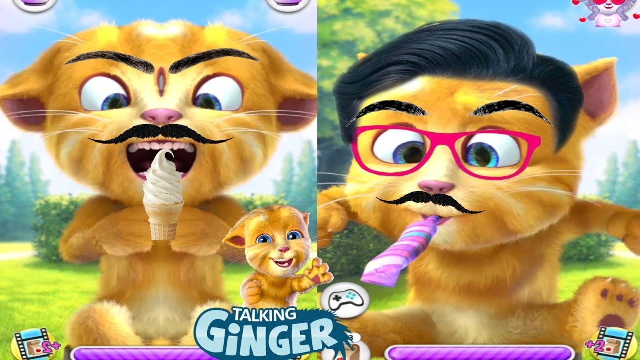 my talking ginger cat video || 🐒🐈🐹 ginger game video | Tom ginger ...