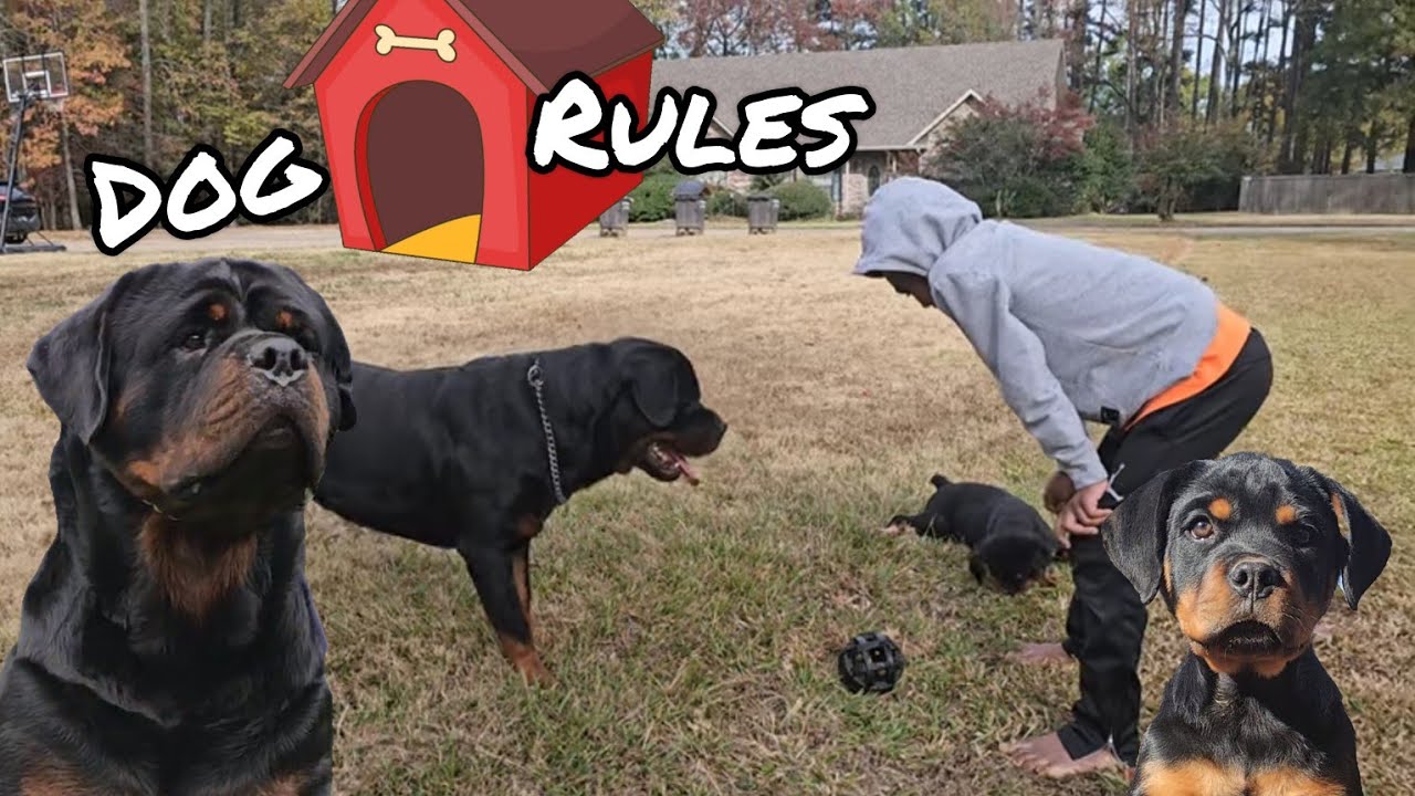 Unlocking the Canine Code - YouTube