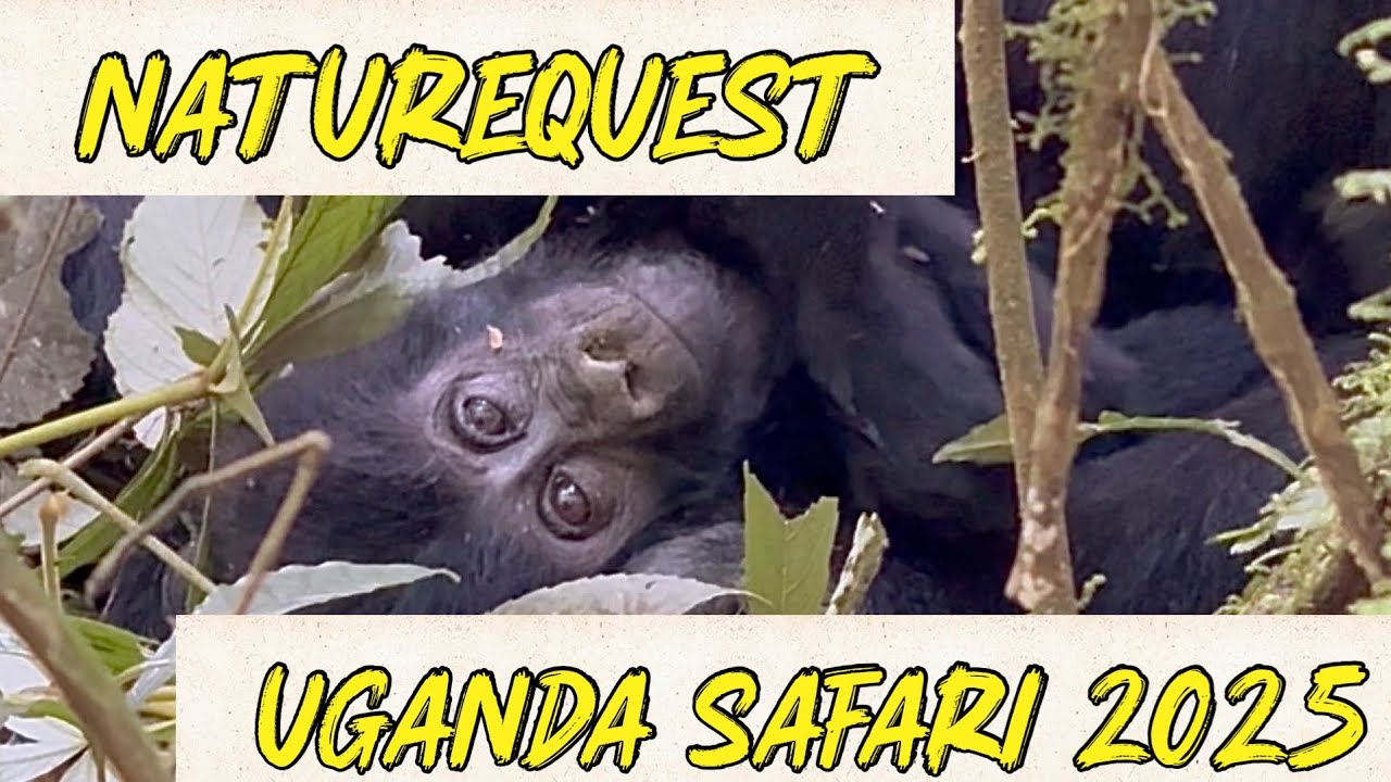 NatureQuest 2025 Uganda Safari - YouTube