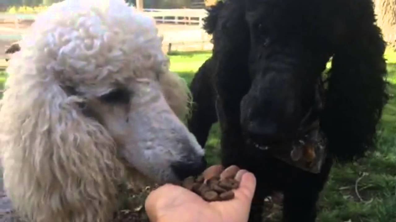 AAC: LAMP WFL EAT! - YouTube