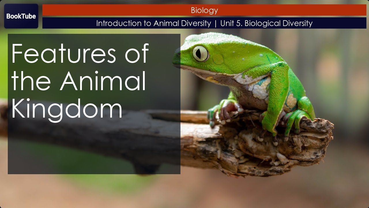 Features of the Animal Kingdom | Introduction to Animal Diversity ...