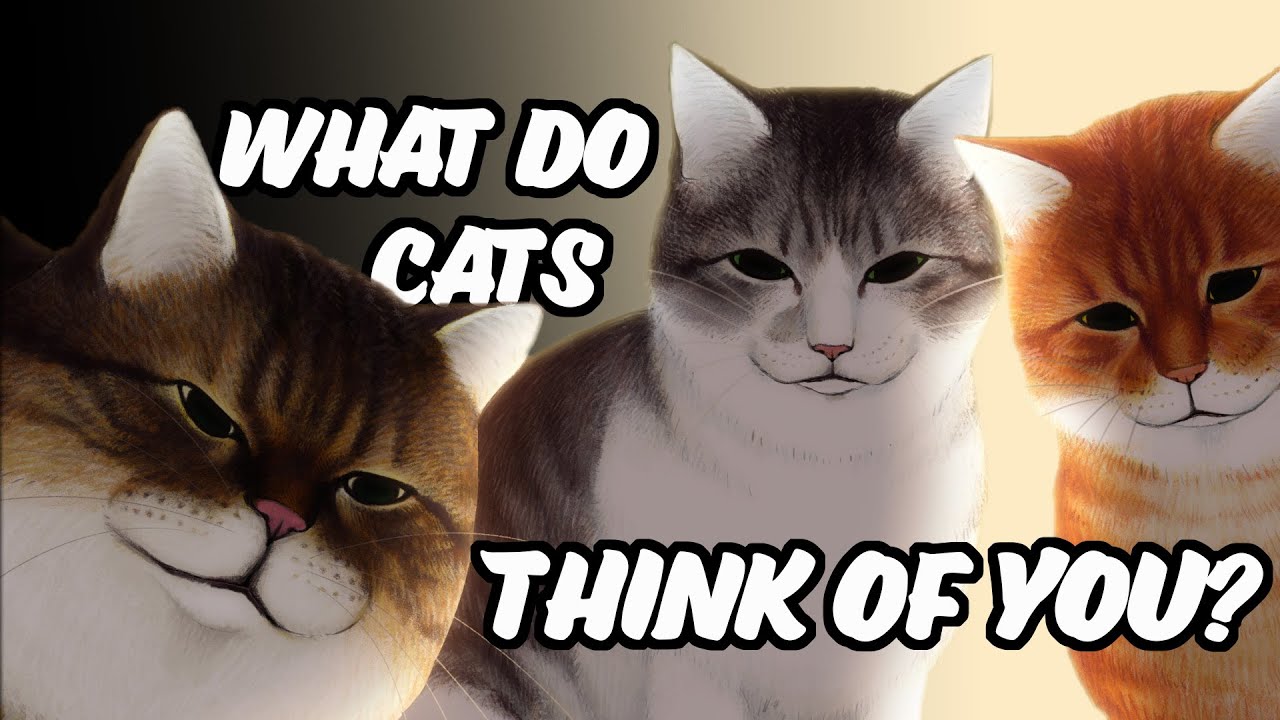 What does your cat think of you? [I, Tsushima] - YouTube