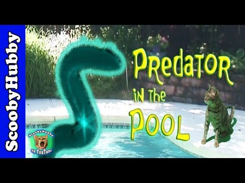 Predator in the Pool -- Cat Clips #226 - YouTube