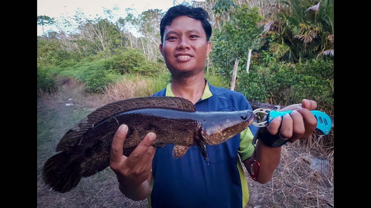 Kena Prank Toman Berbuah Manis Strike Ikan Sultan Kehung Bujuk dan ...