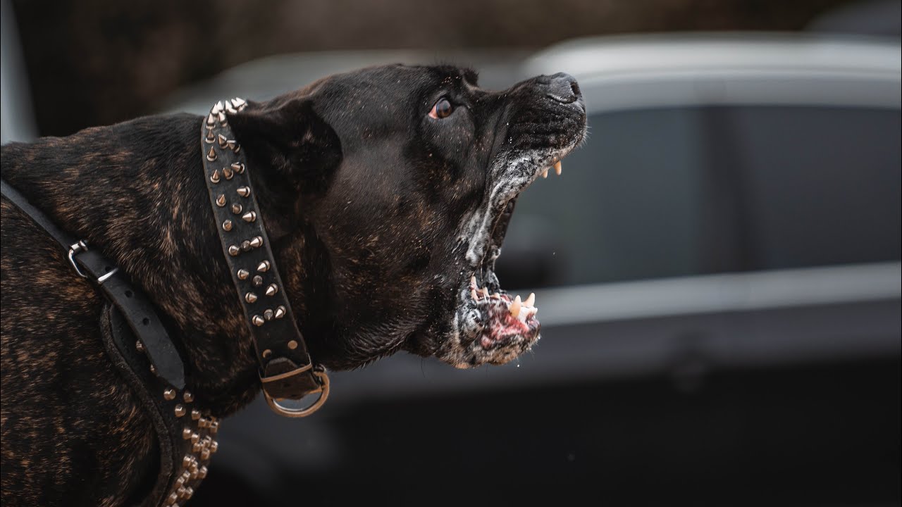 Table work with a Cane Corso? - YouTube