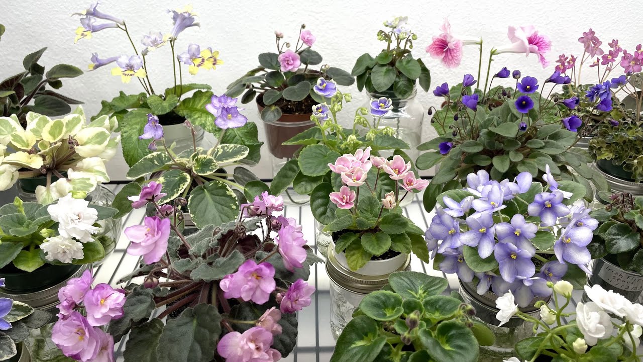 African Violets in January 2024 - Part 2 - Miniatures, Trailers ...