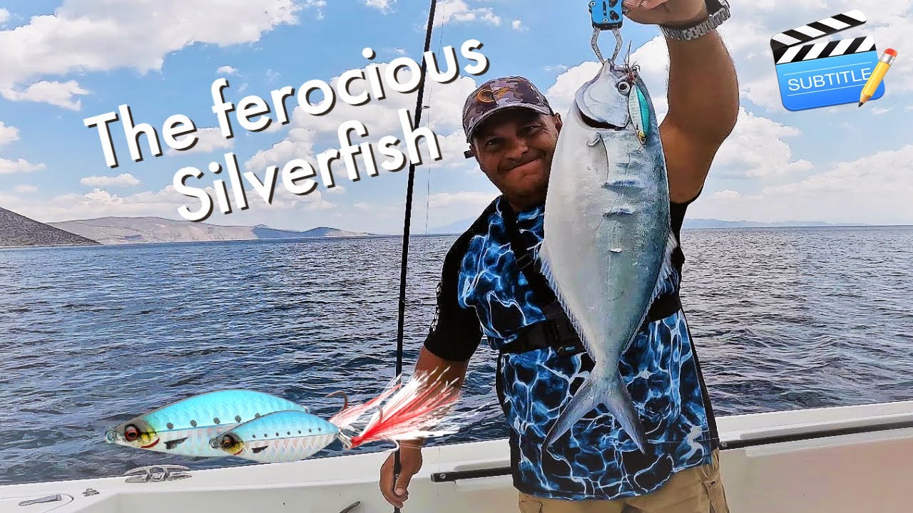 Light Blue Pursuits #2 Skipping for Silverfish! FEROCIOUS ATTACKS! Fish ...