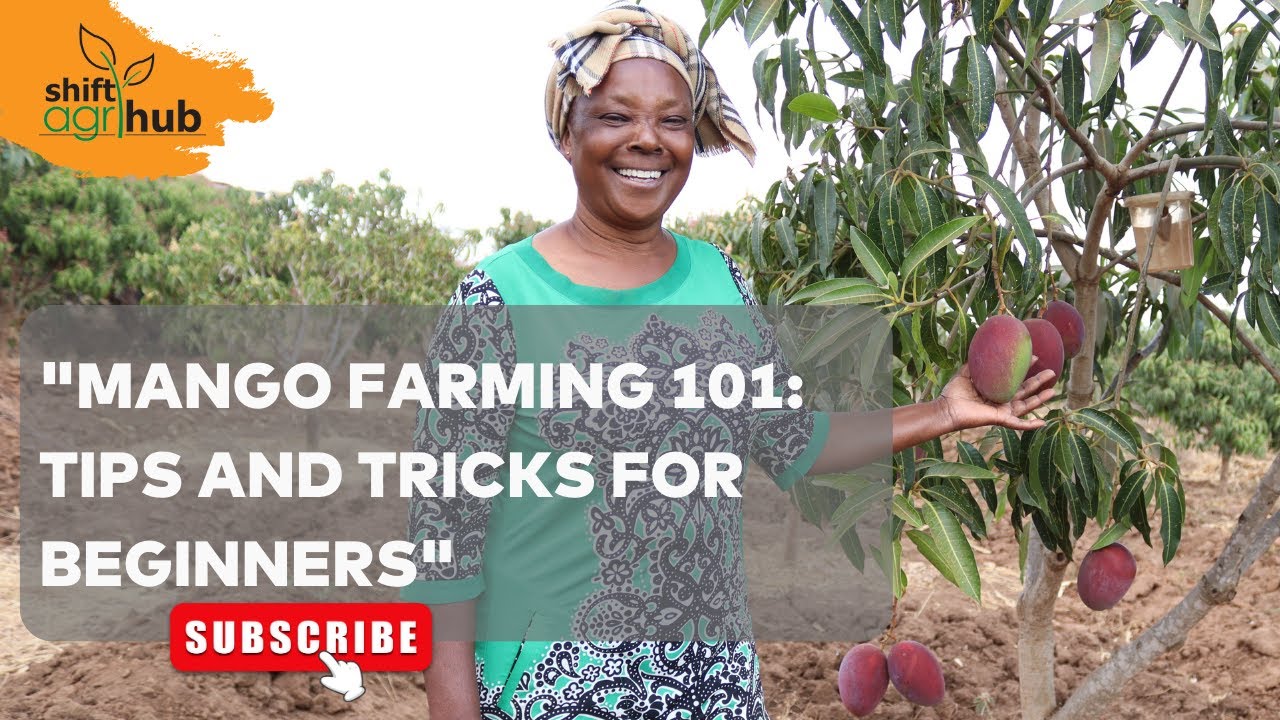 Part 2: Secrets of Successful Mango Farming Revealed - YouTube